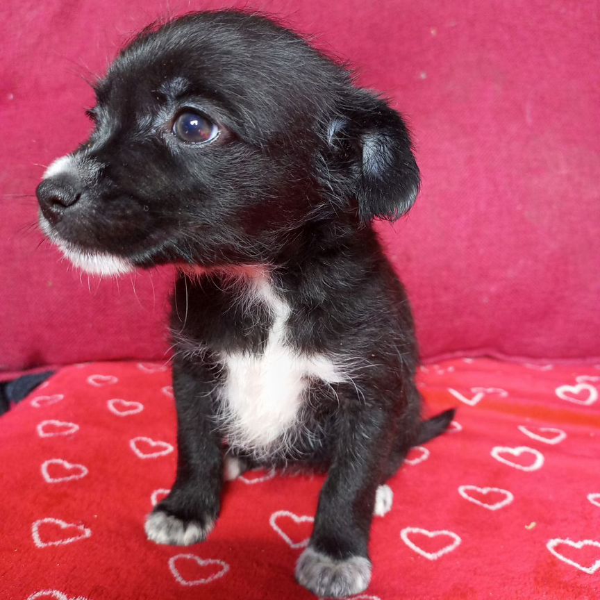 Чихуахуа девочка