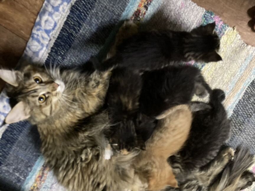Котята породы Мэйкун