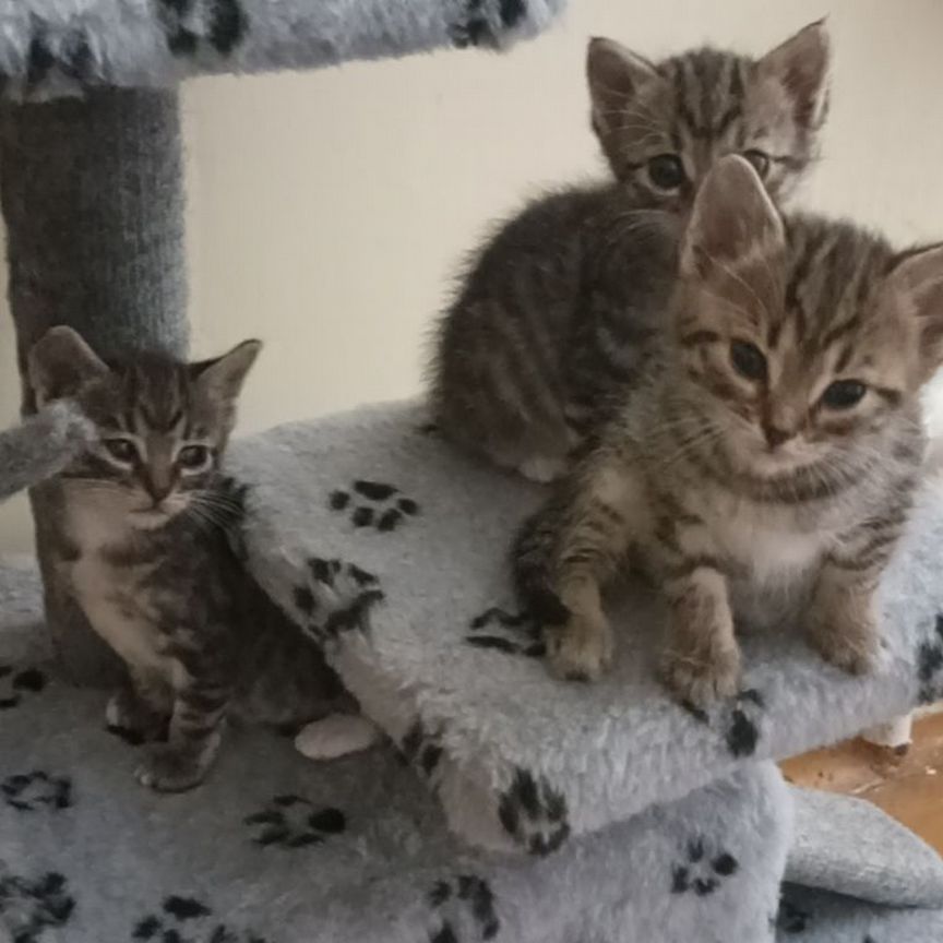 Котята в добрые руки бесплатно