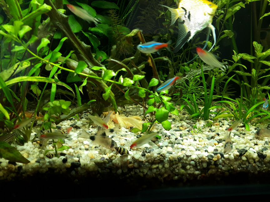 Аквариумные рыбки