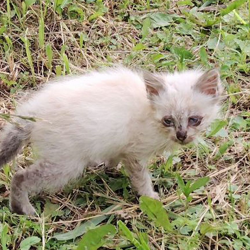 Сиамский котёнок