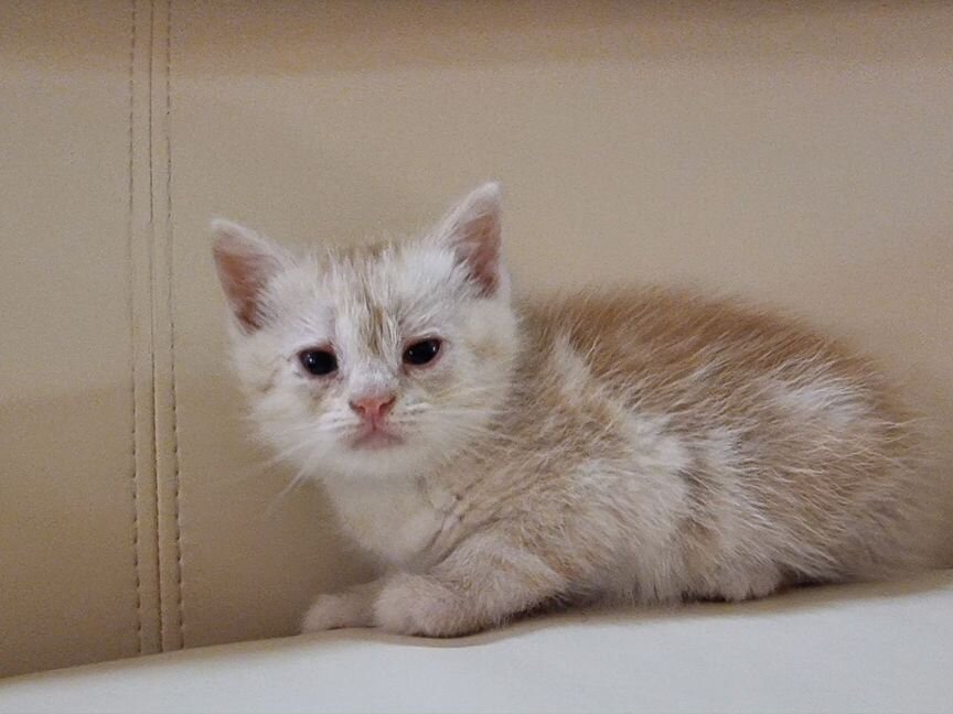Кремовый котенок