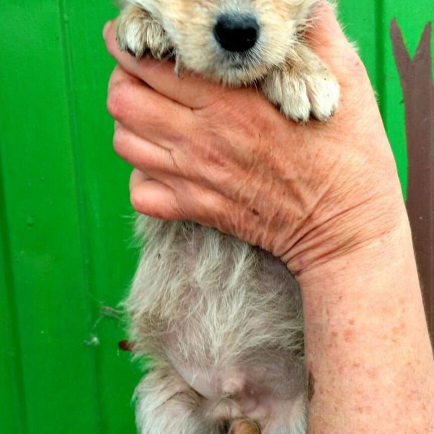 Щенки в добрые руки