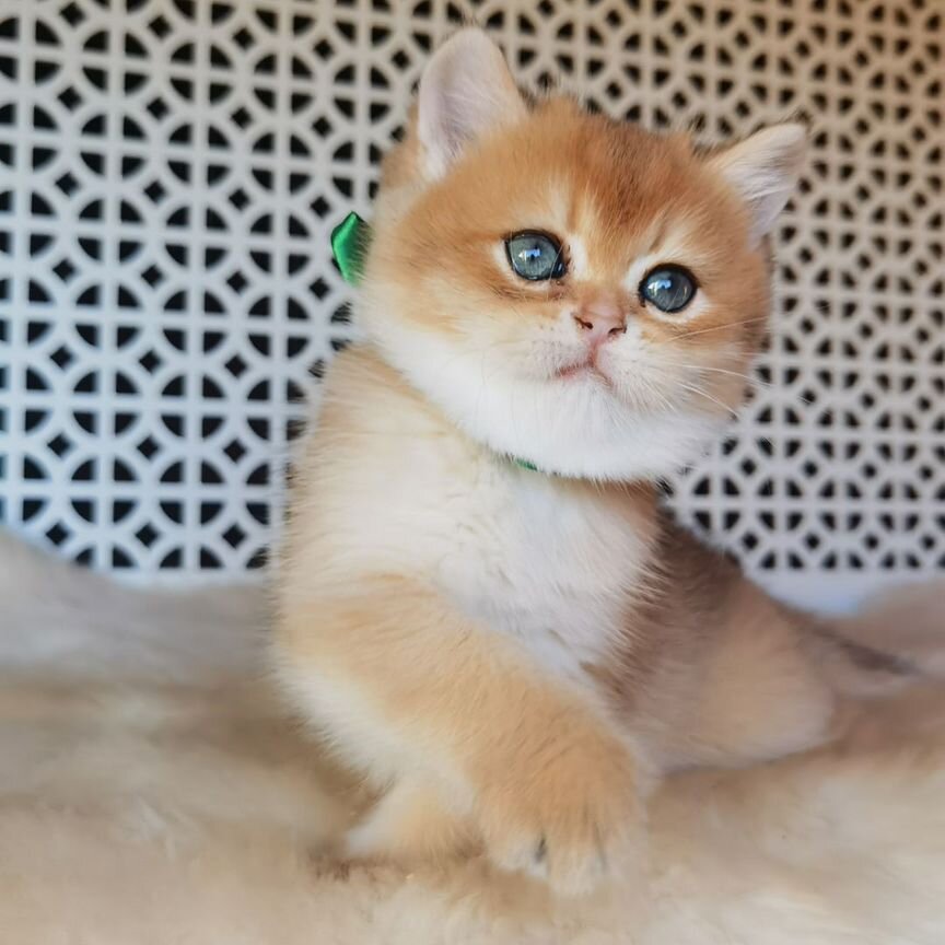 Британский золотой мальчишка