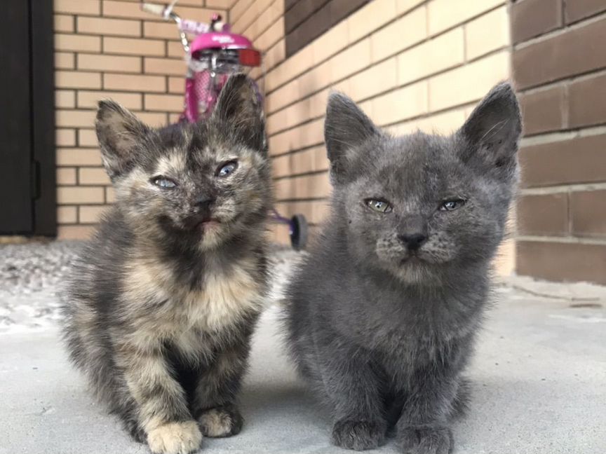Котята девочки в добрые руки