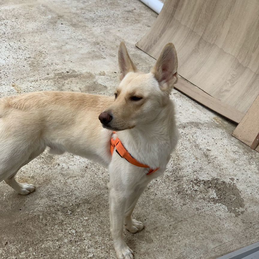 Собака в добрые руки