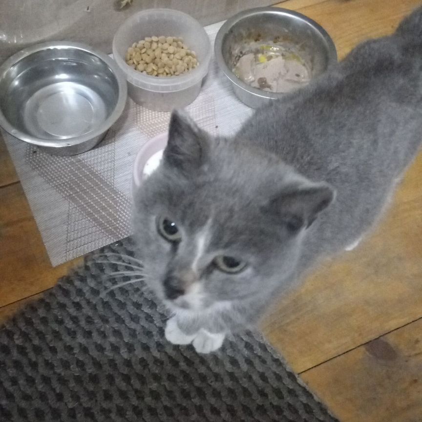 Найдена кошечка