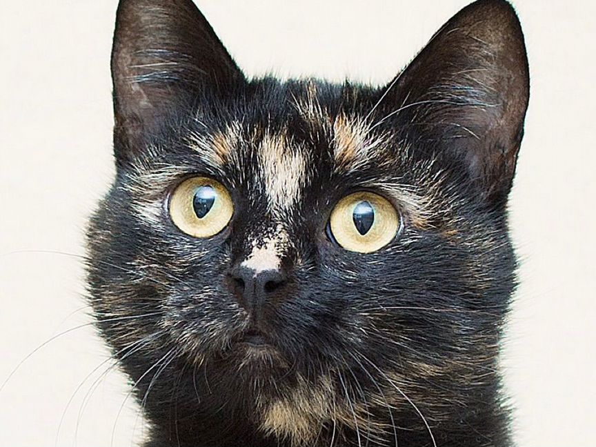 Очень ласковая коська