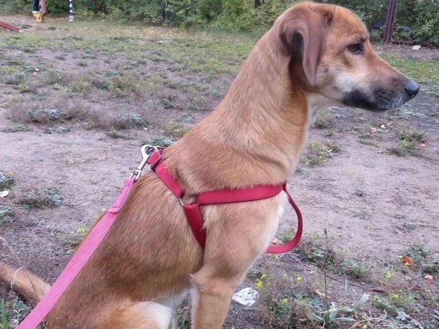 Собака в добрые руки отдам бесплатно