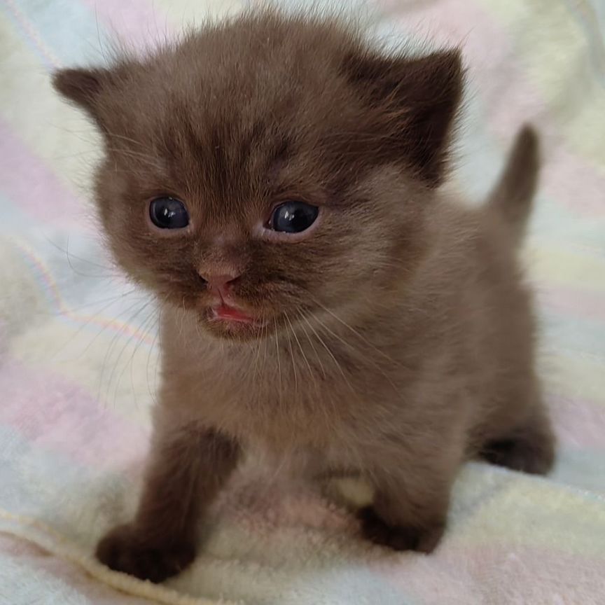 Котенок шотландской породы