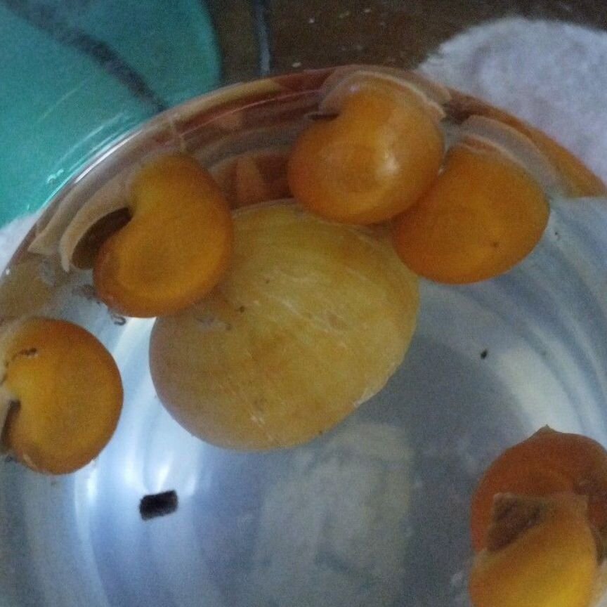 Улитки аквариумные ампулярии