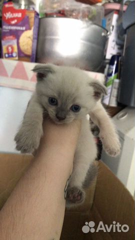 Вислоухие котята