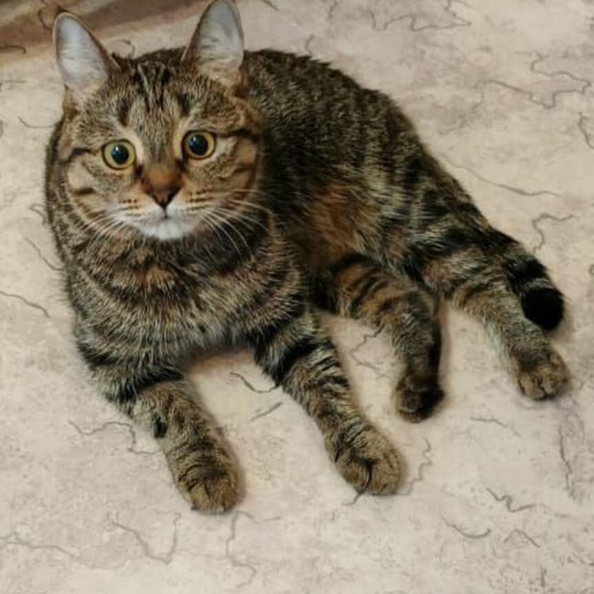 Взрослая кошка в добрые руки