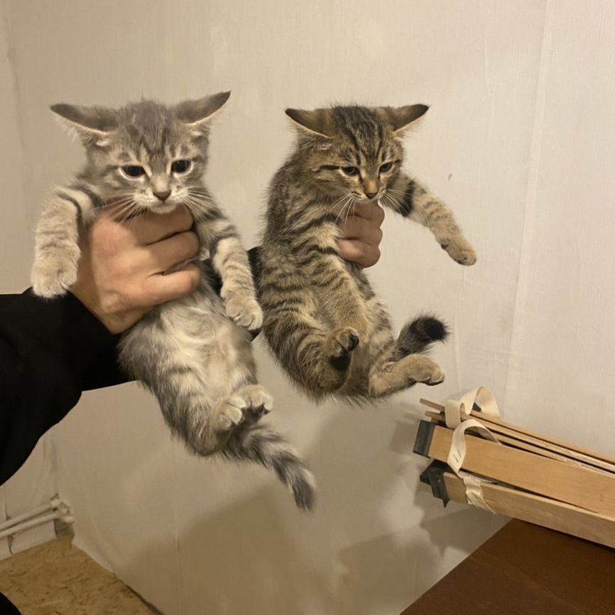 Усть-Илимские крысоловы