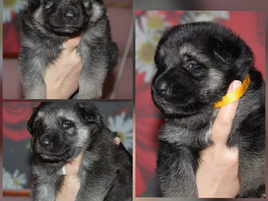 Щенки вео- восточно-европейской овчарки