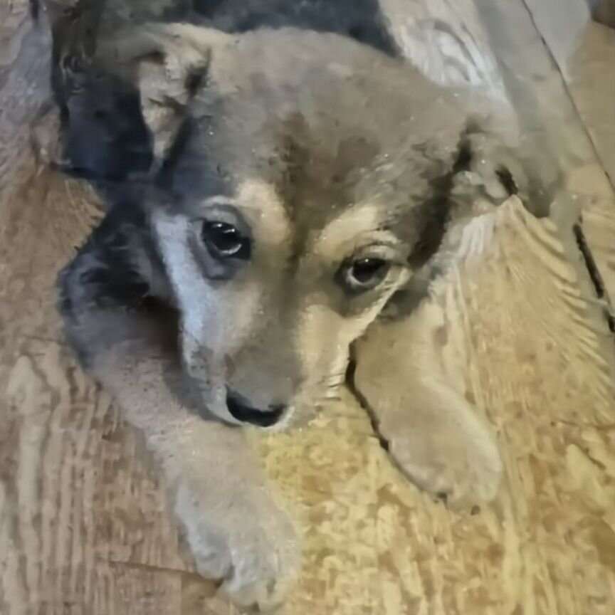 Щенок в добрые руки