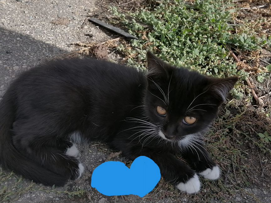 Отдам подарю бесплатно