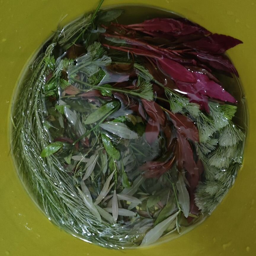 Аквариумное растение