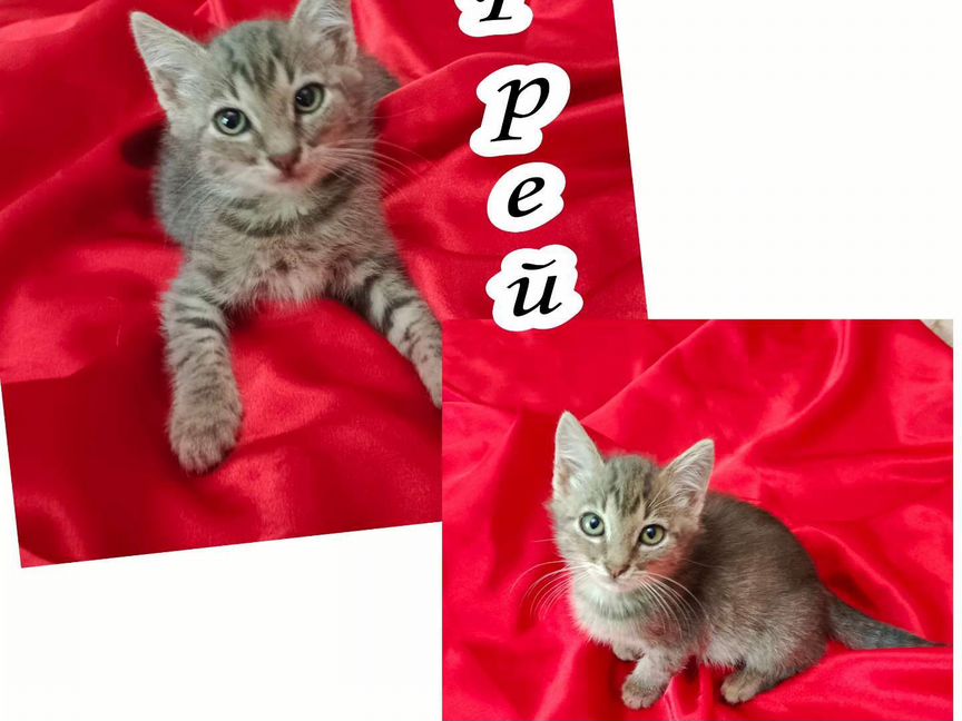 Гиперласковый мальчик ищет семью