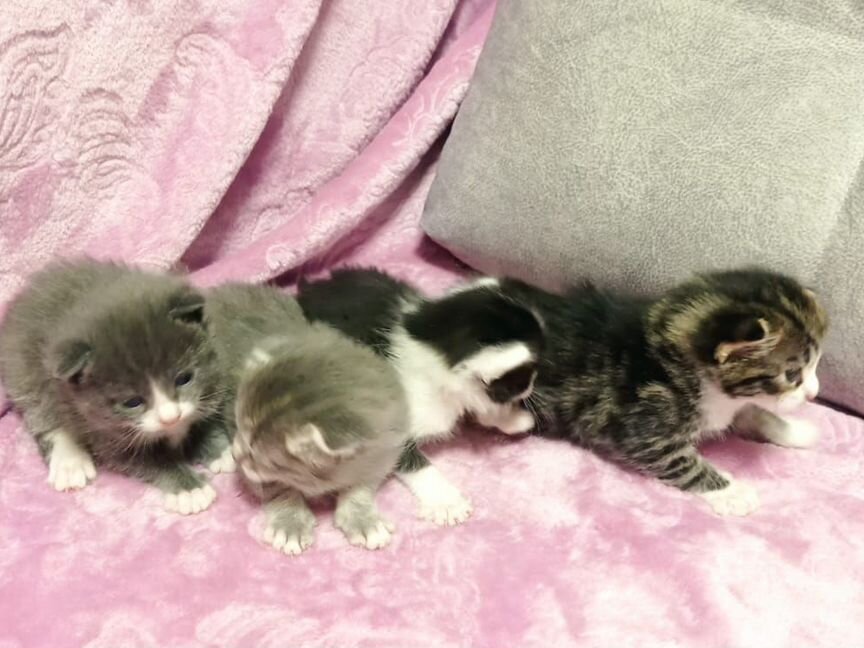 Кошки