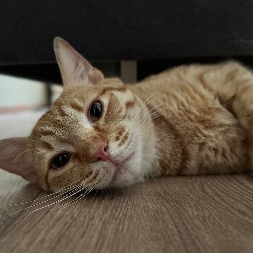 Мандарин ищет дом