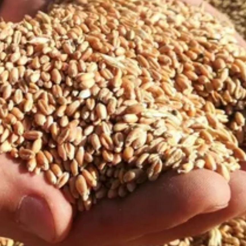 Зерно пшеницы