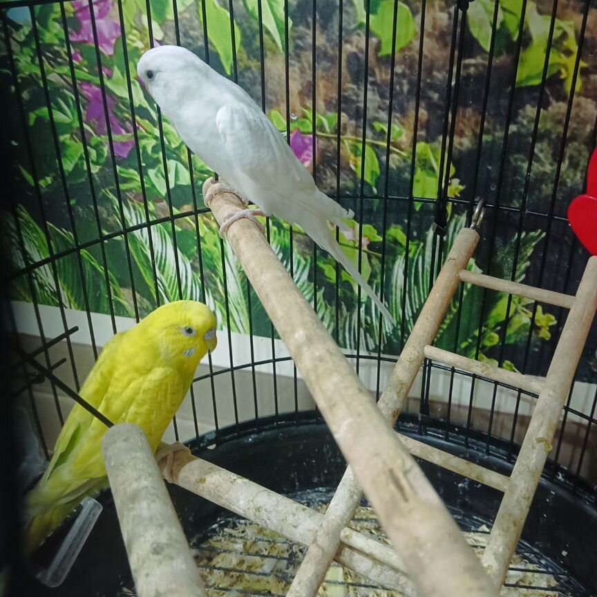 Волнистые попугаи