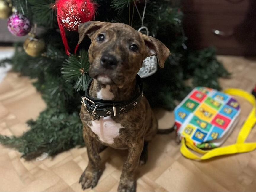 Собака амстафф