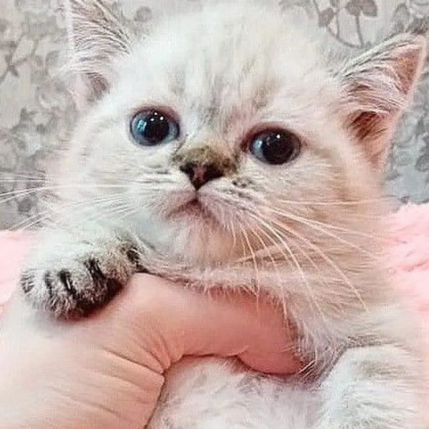 Шотландские красивые котята колор-пойнт