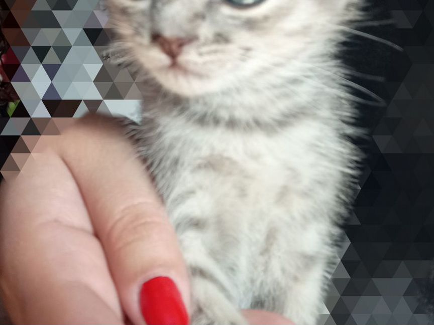 Отдам котёнка в добрые руки