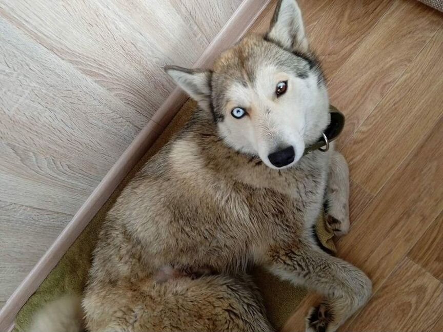Собака в добрые руки отдам бесплатно