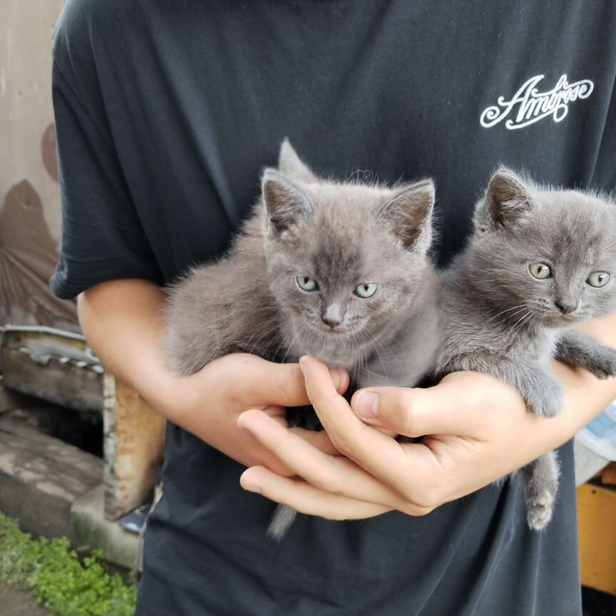 Отдам котят в добрые руки