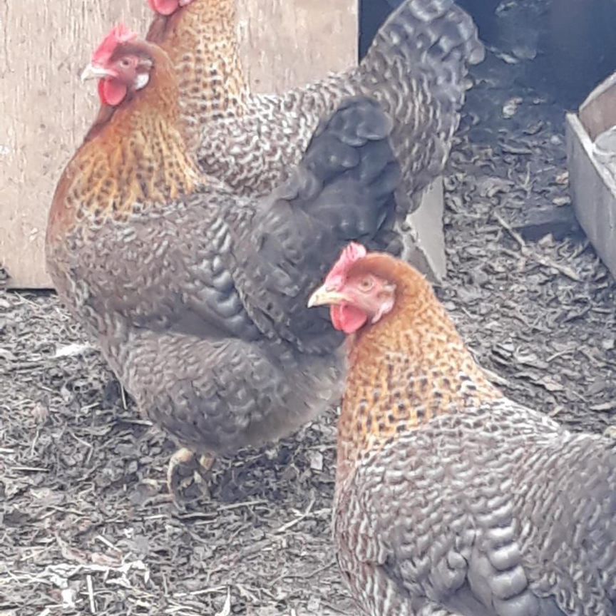 Куры породы Билефельдер