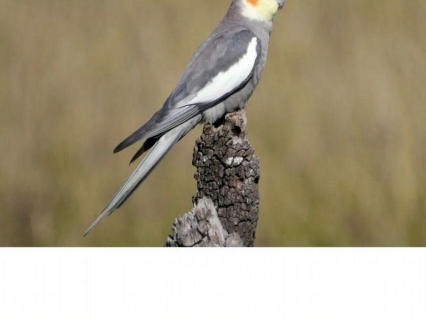 Попугай корелла с клеткой