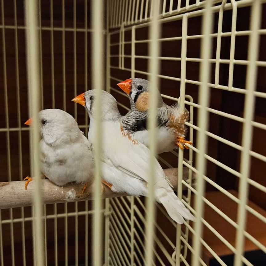 Обменяю самца амадина на самку