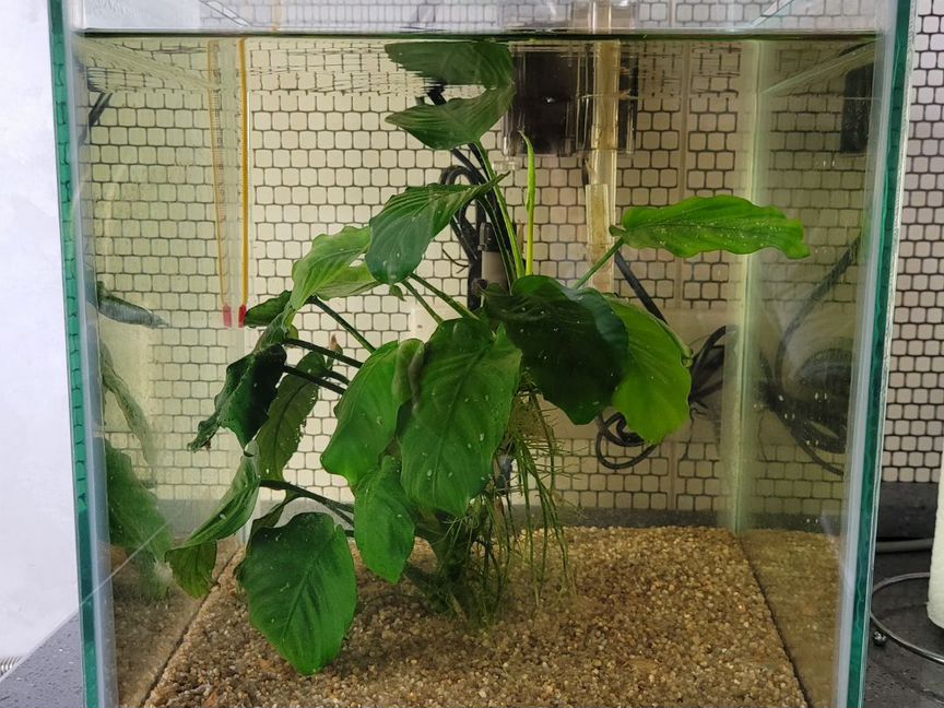 Аквариум 30 литров+оборудование+креветки