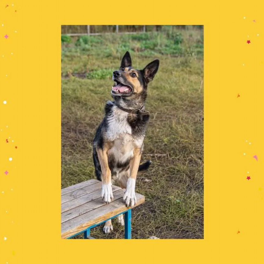 Собака Челси, доставка до дома