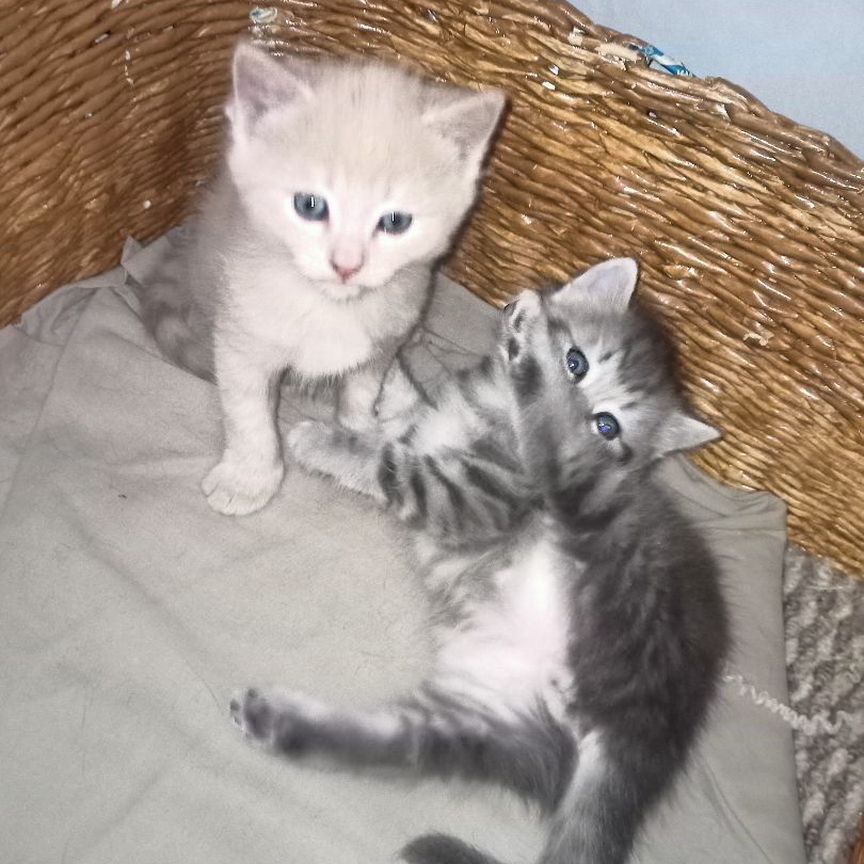 Шотландские котята