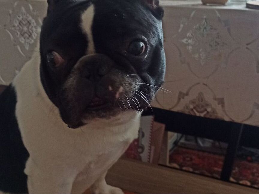 Случка бульдога французский мальчик