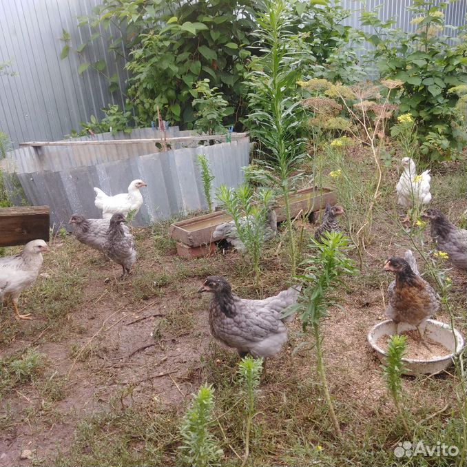 Продаётся подрощенные курочки несушки