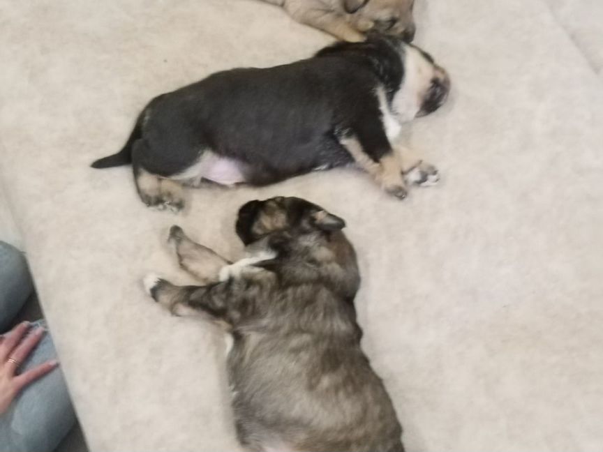 Отдаём щенков