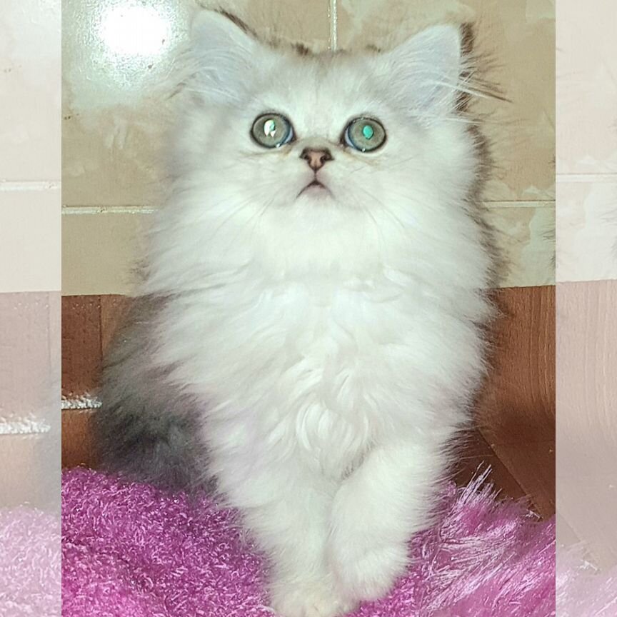 Серебристые шиншиллы, 2 мес
