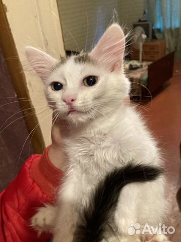 Лисичка ищет дом