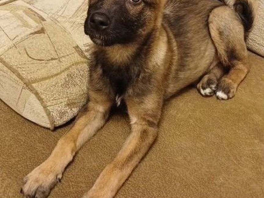 Собака в добрые руки щенок