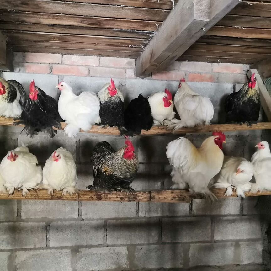 Карликовые кохинхины