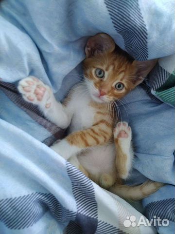 Котёнок в добрые руки