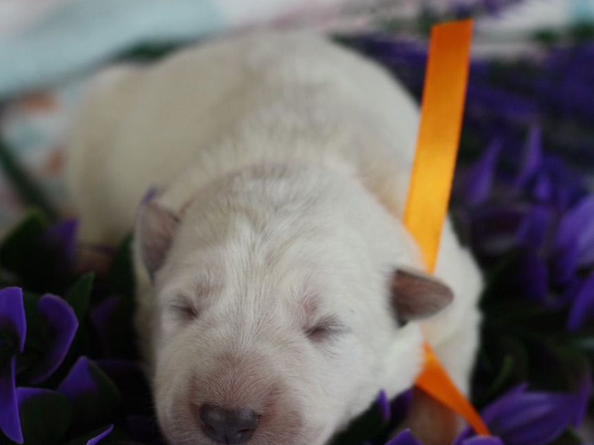 Щенки Белой Швейцарской Овчарки