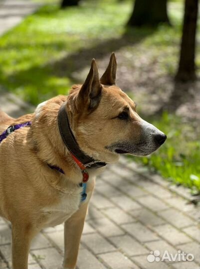 Собака даром в добрые руки