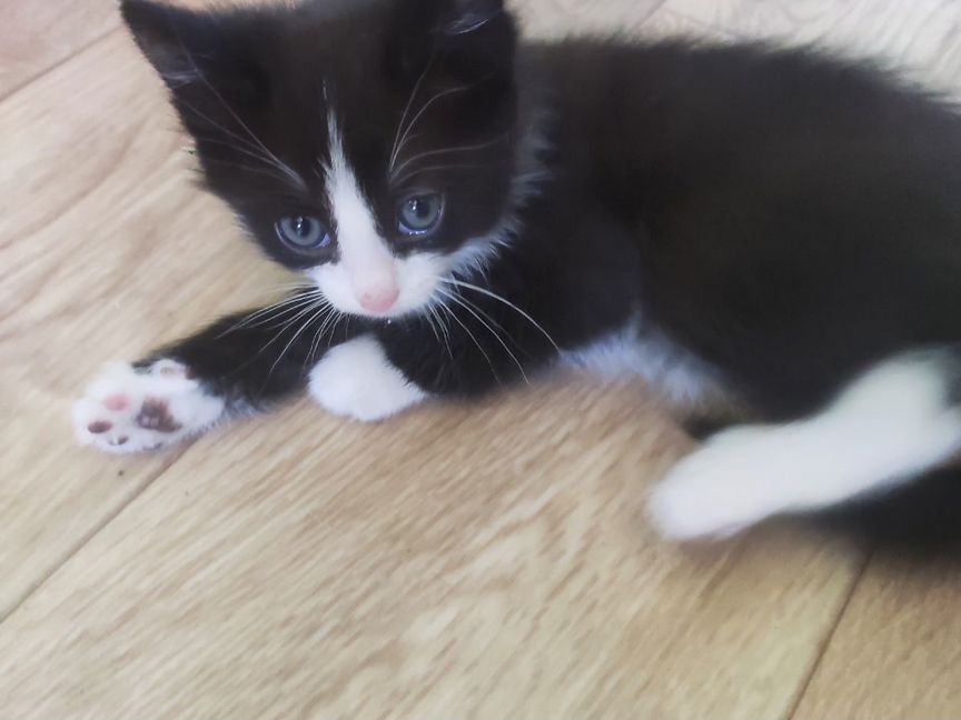 Котенок в добрые руки