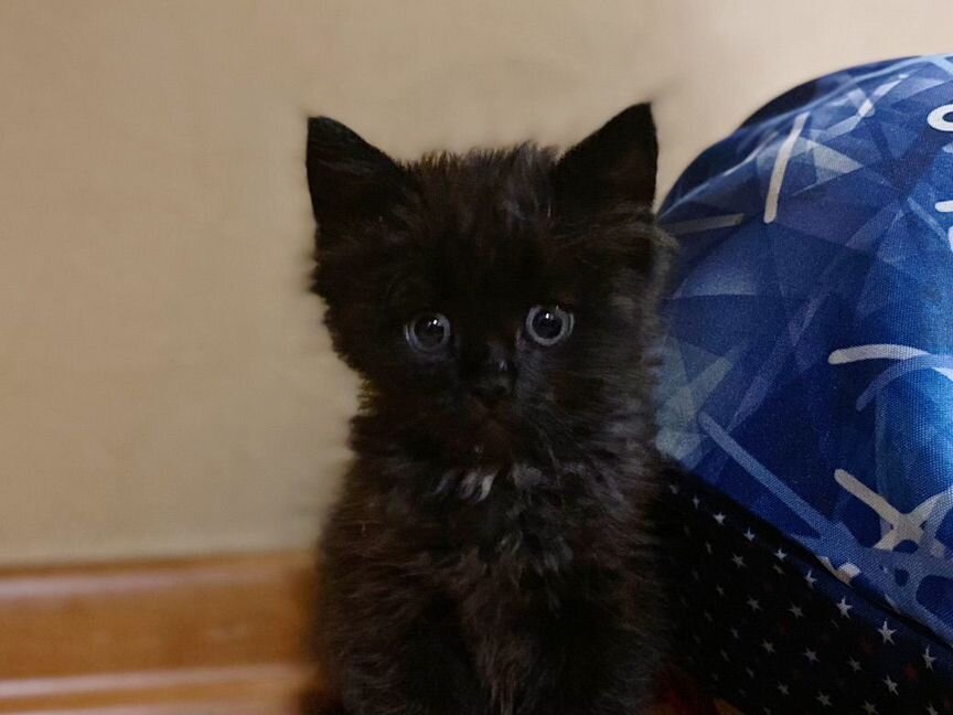 Котик в дар